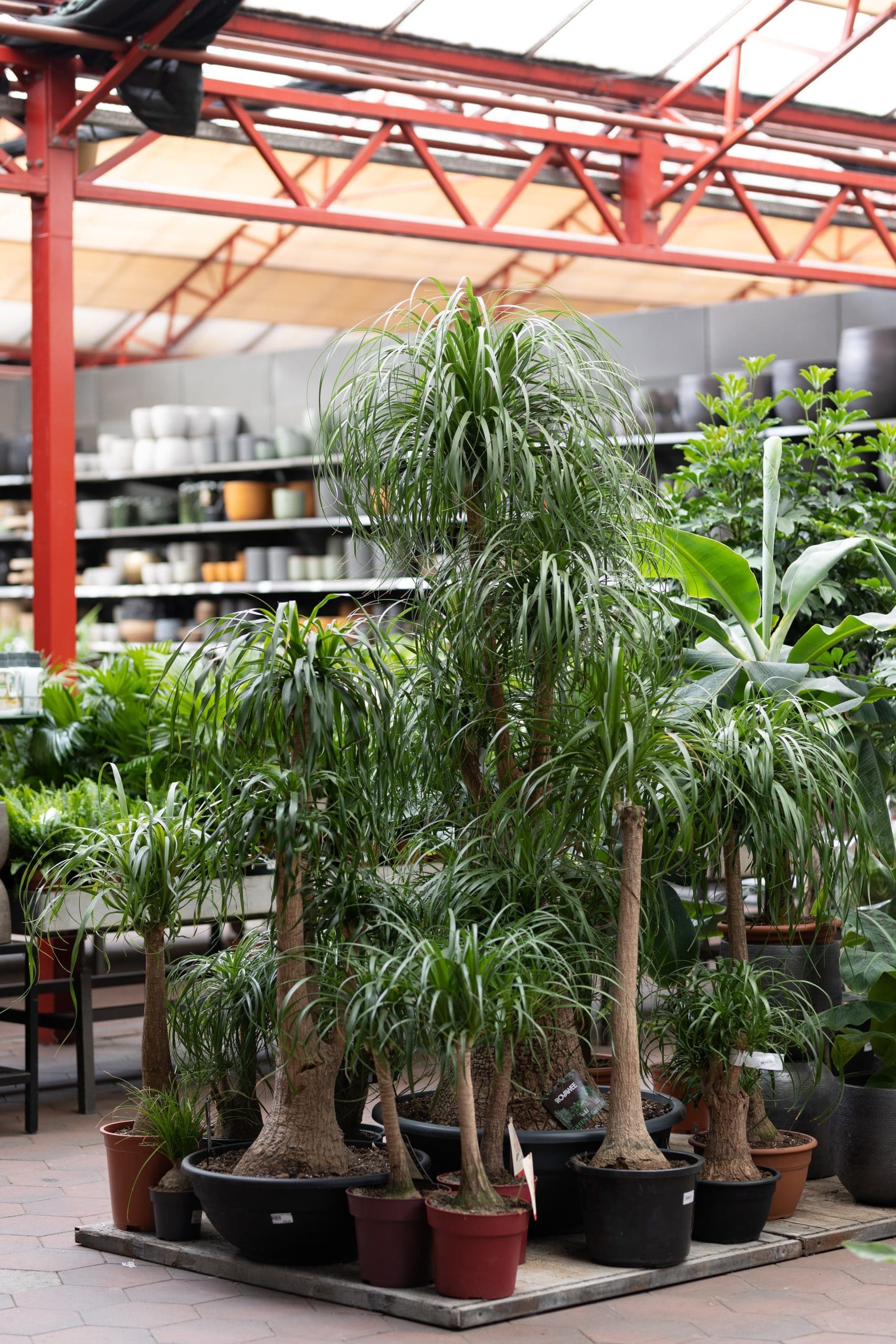 Intratuin Breda | Overdekt tuincentrum 12.000 m2 winkelplezier